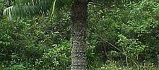 Portal Cubarte - Microcycas calocoma: Una planta Monumento Nacional de Cuba