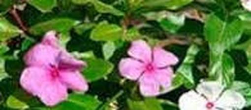 Portal Cubarte - Vindicación de la flor de vicaria.(1)